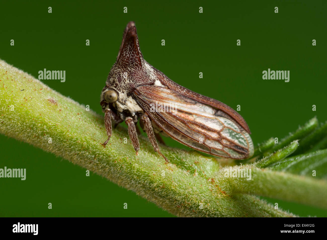 Treehopper hi-res stock photography and images - Alamy