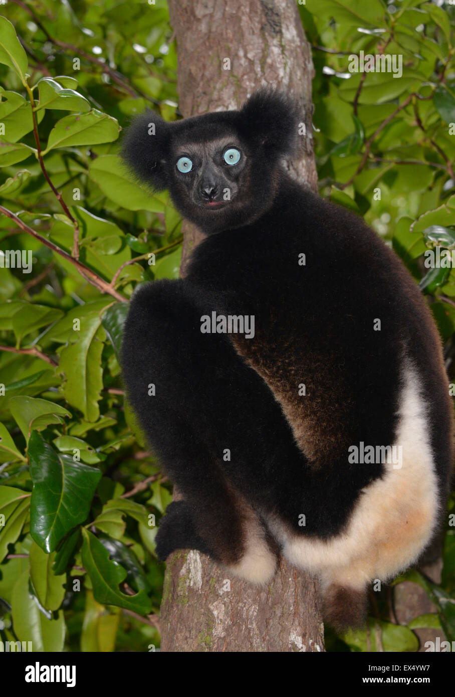 Lemur indri hi-res stock photography and images - Alamy
