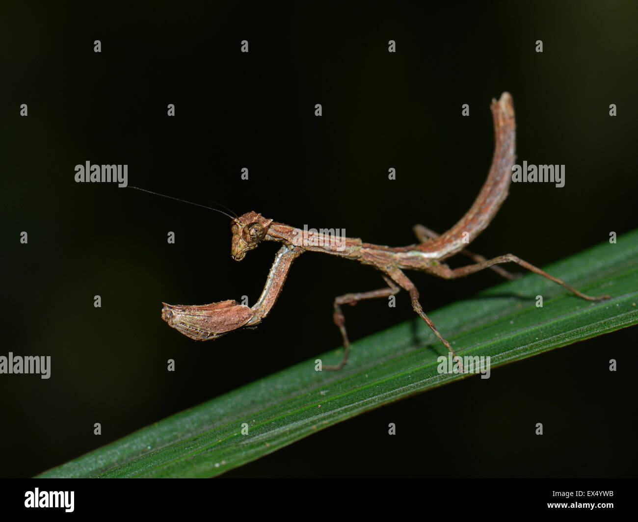 Mantis, Marojejy National Park, Northeastern Madagascar Stock Photo - Alamy
