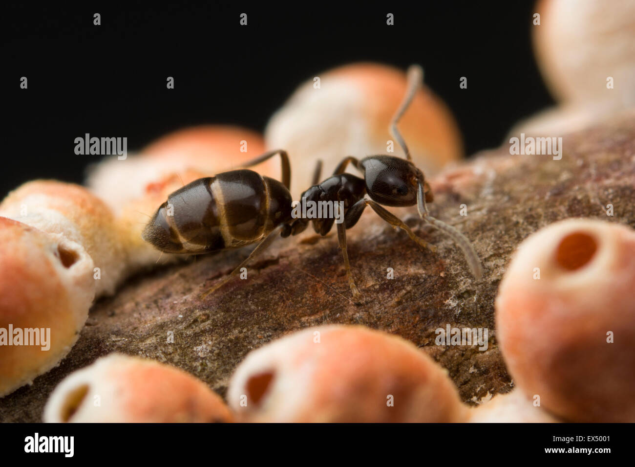 Scale insect ant tree hi-res stock photography and images - Alamy