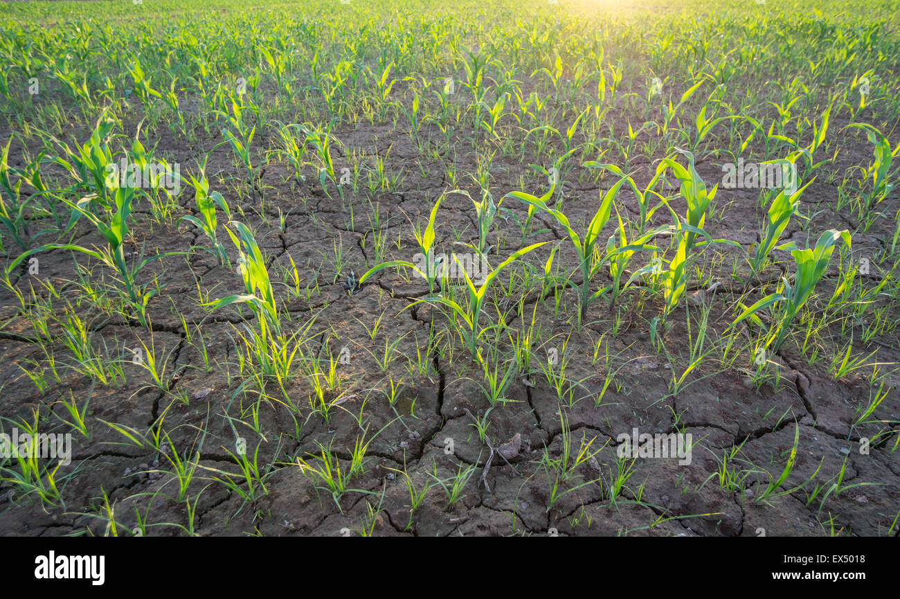 Wide angle plants hi-res stock photography and images - Alamy