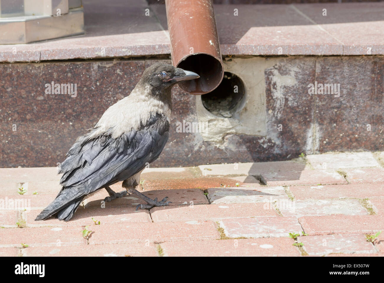 Crow drinking water hi-res stock photography and images - Alamy