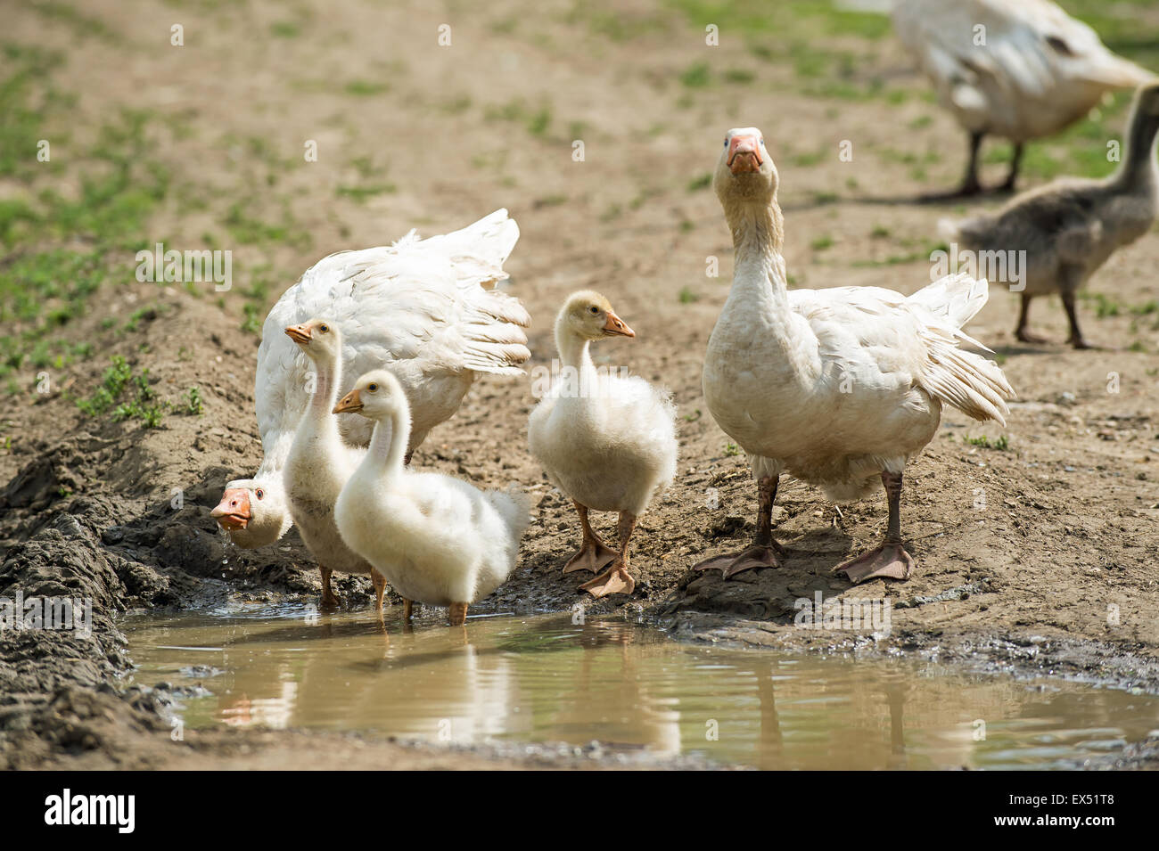Two adult geese and three gosling drink from a muddy puddle in a ...