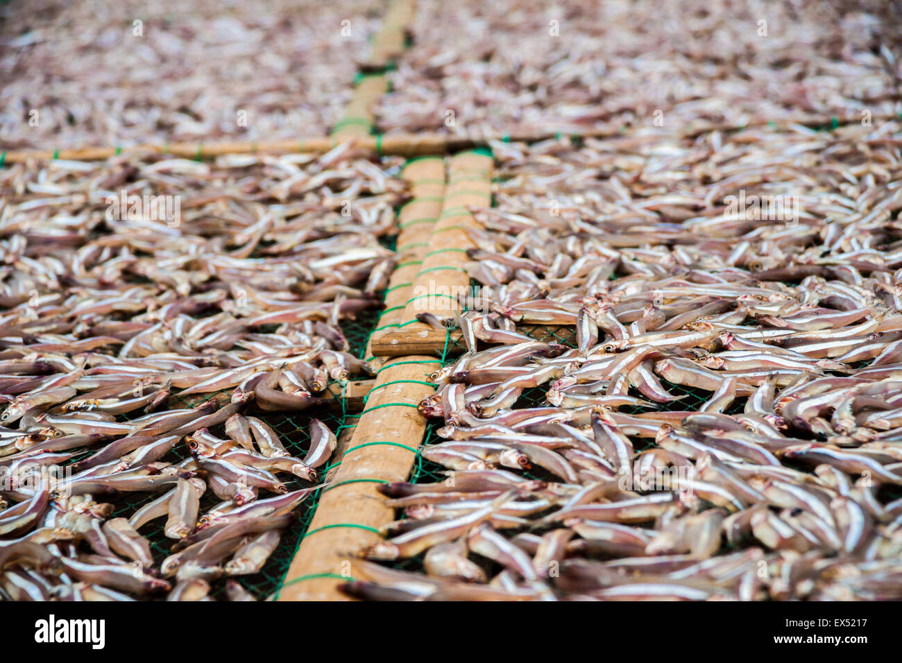 Planty of little anchovy fish drying on open air Stock Photo - Alamy