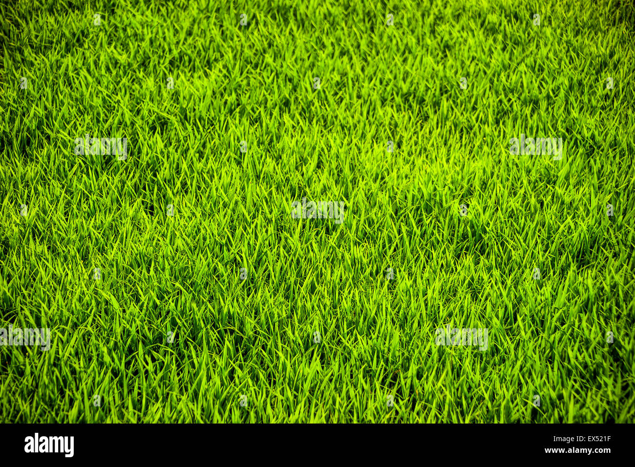 Closeup of rice field Stock Photo - Alamy