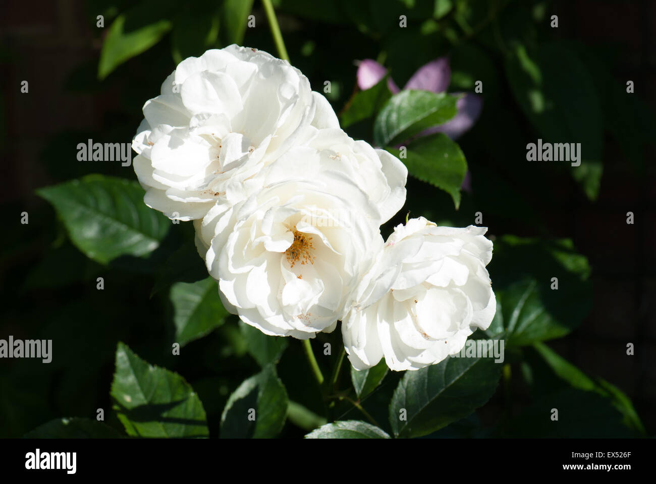 Climbing Iceberg Rose High Resolution Stock Photography and Images - Alamy