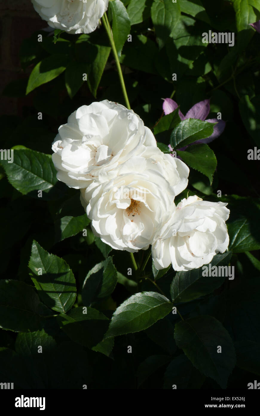 Climbing rose 'Iceberg' Stock Photo - Alamy