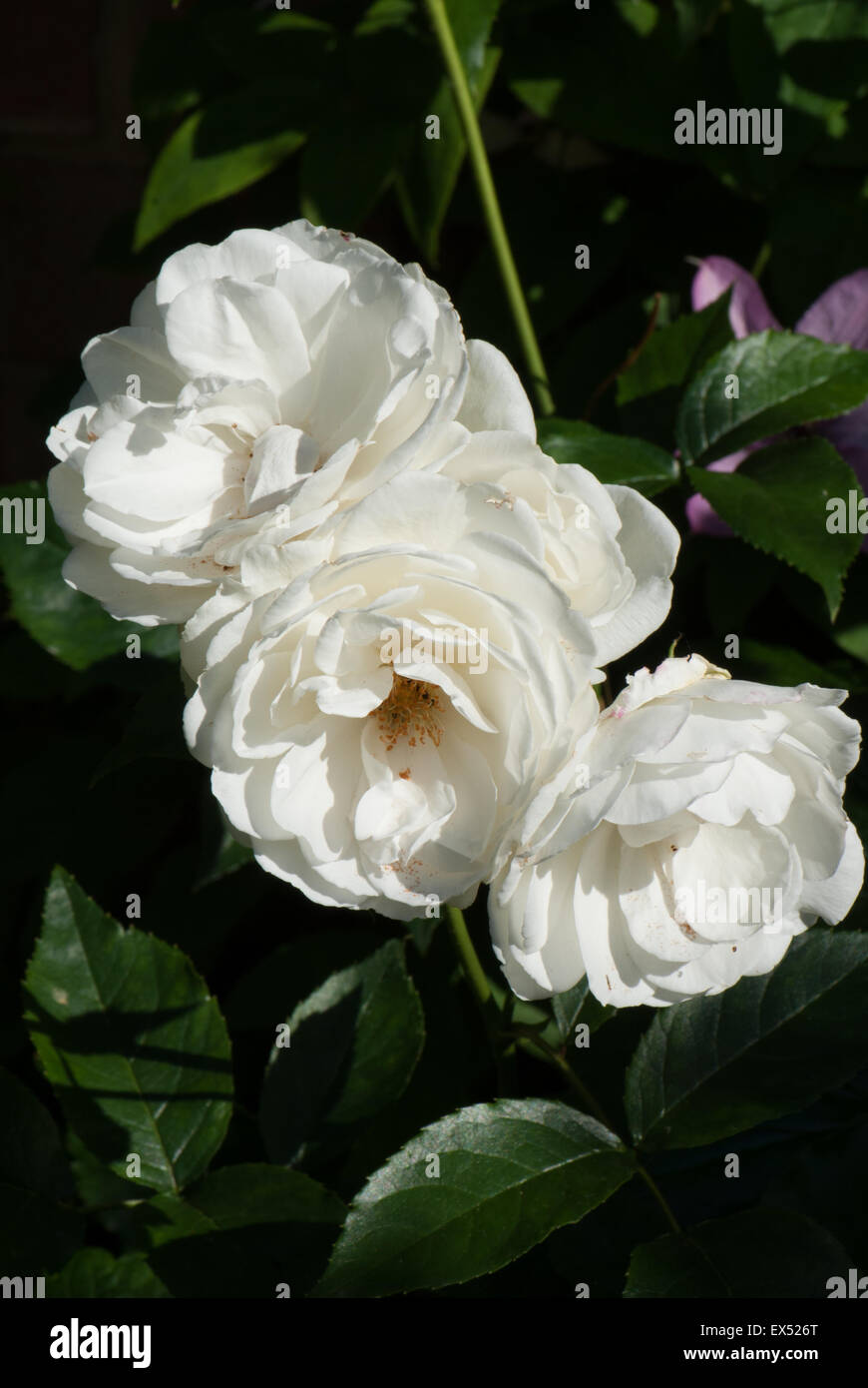 Climbing rose 'Iceberg' Stock Photo - Alamy