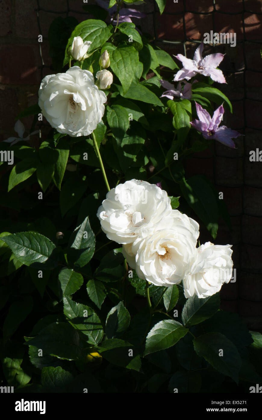 Climbing Iceberg Rose High Resolution Stock Photography and Images - Alamy