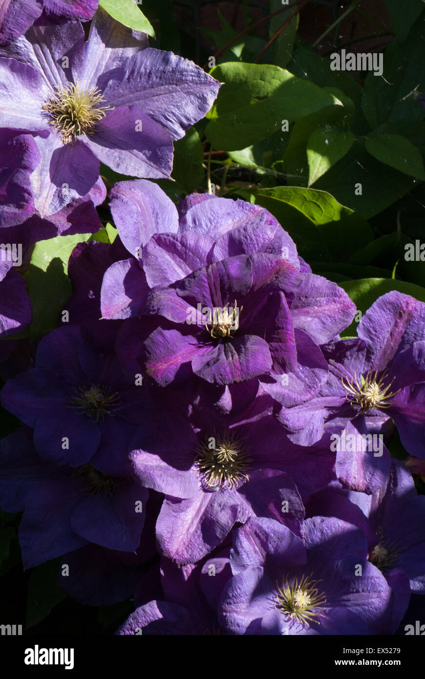 Clematis 'Perrin's Pride' Stock Photo - Alamy
