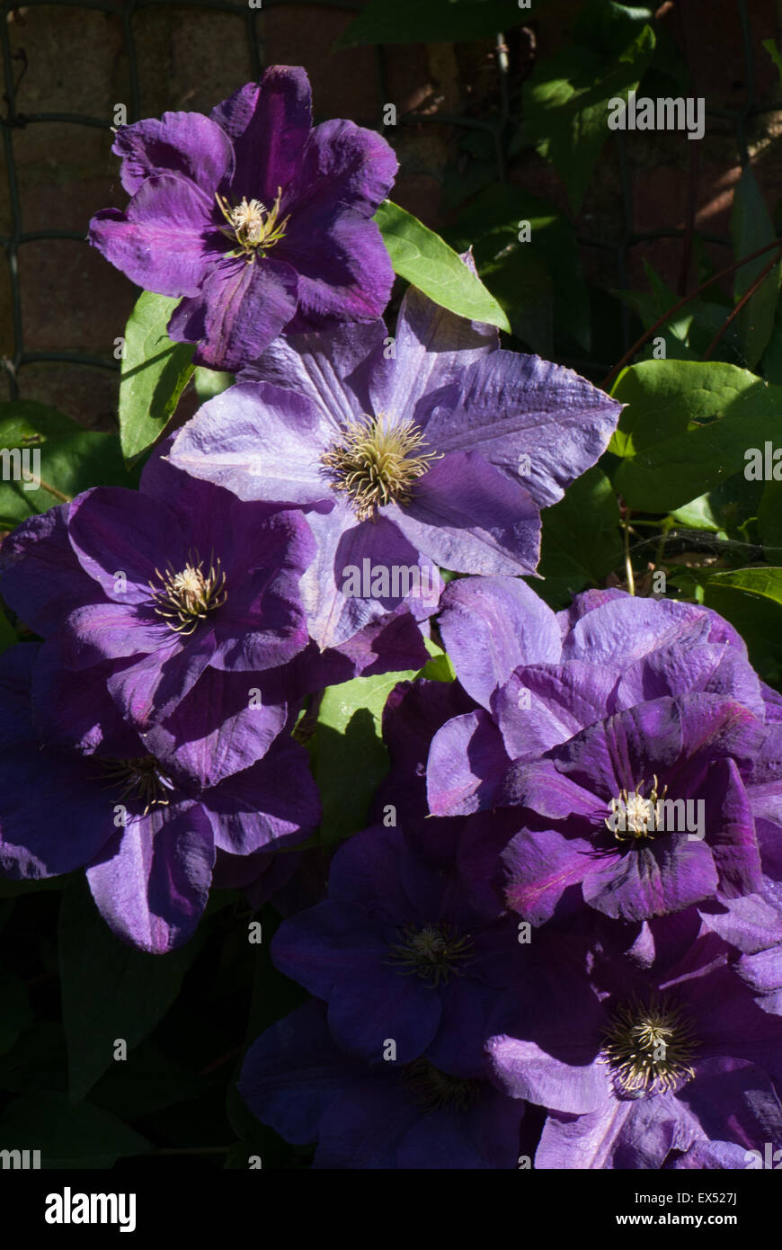 Clematis 'Perrin's Pride' Stock Photo - Alamy
