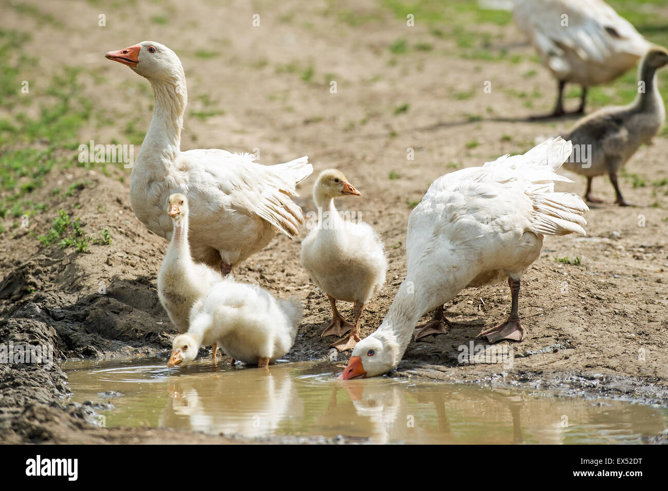 Two adult geese and three gosling drink from a muddy puddle in a ...