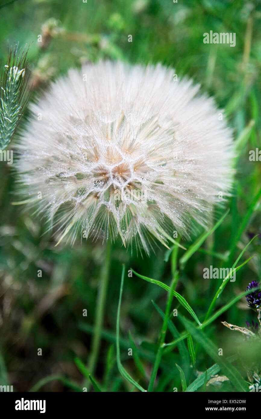 Dandelion blowball photographed in Italy Stock Photo - Alamy