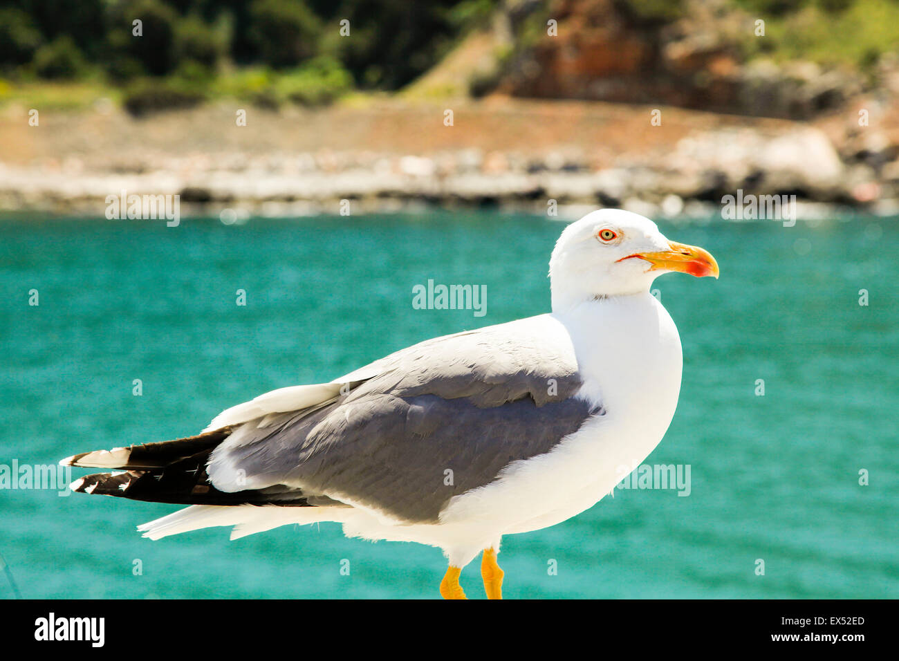 Sea gull close up. Photographed in Italy Stock Photo - Alamy