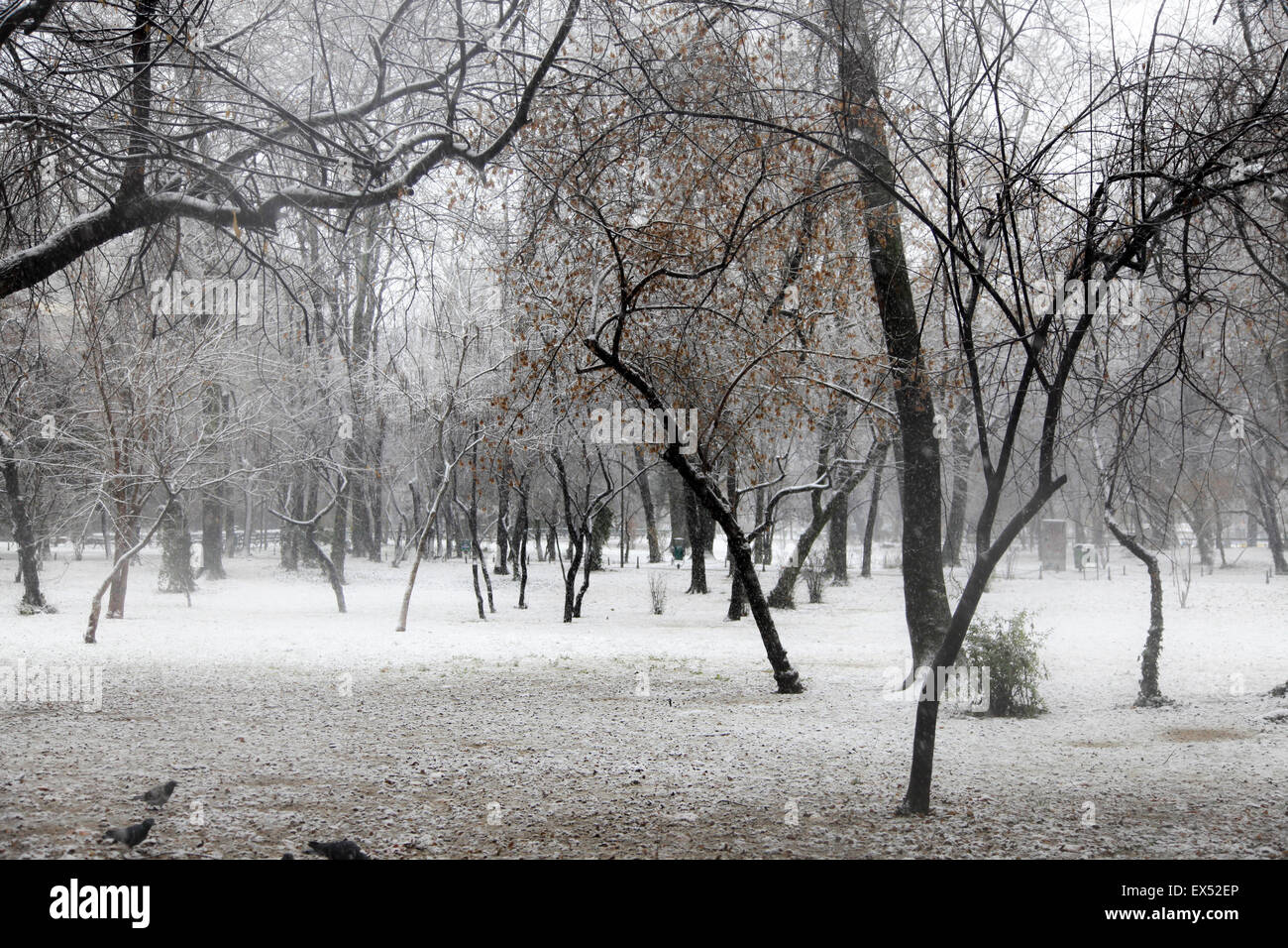 Park During Heavy Snowfall In Winter In Bucharest, Romania Stock Photo ...