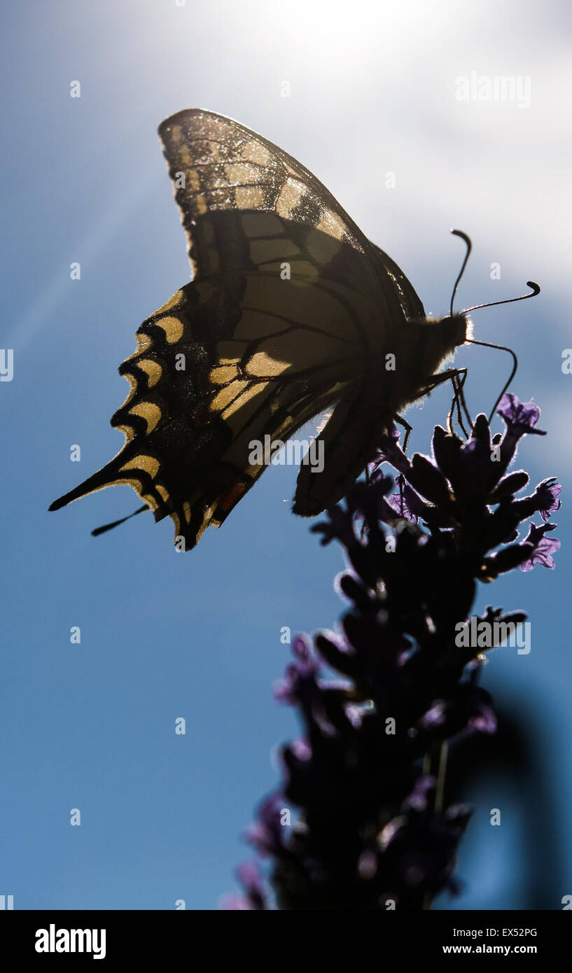 A swallowtail butterfly (Papilio machaon) of the family Papilionidae is ...