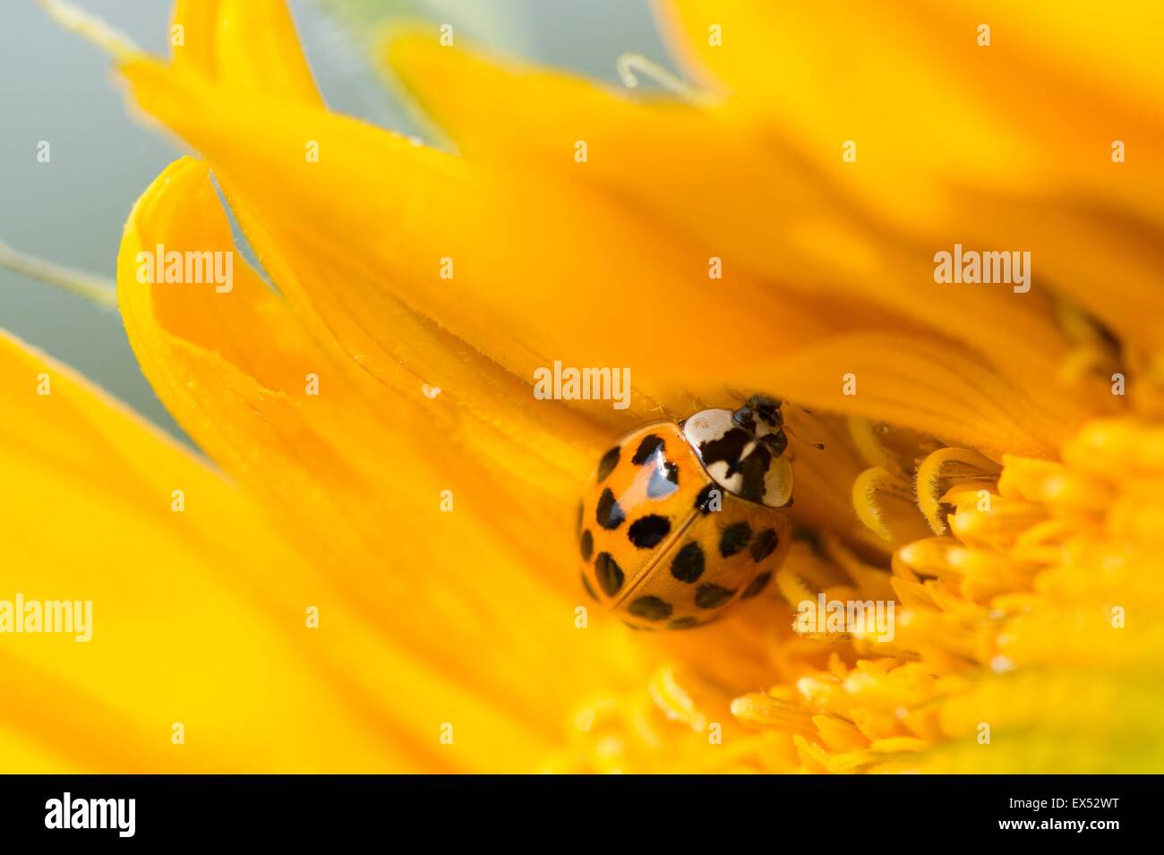 A ladybug on a sunflower in Dresden (Saxony), Germany, 29 June 2015 ...