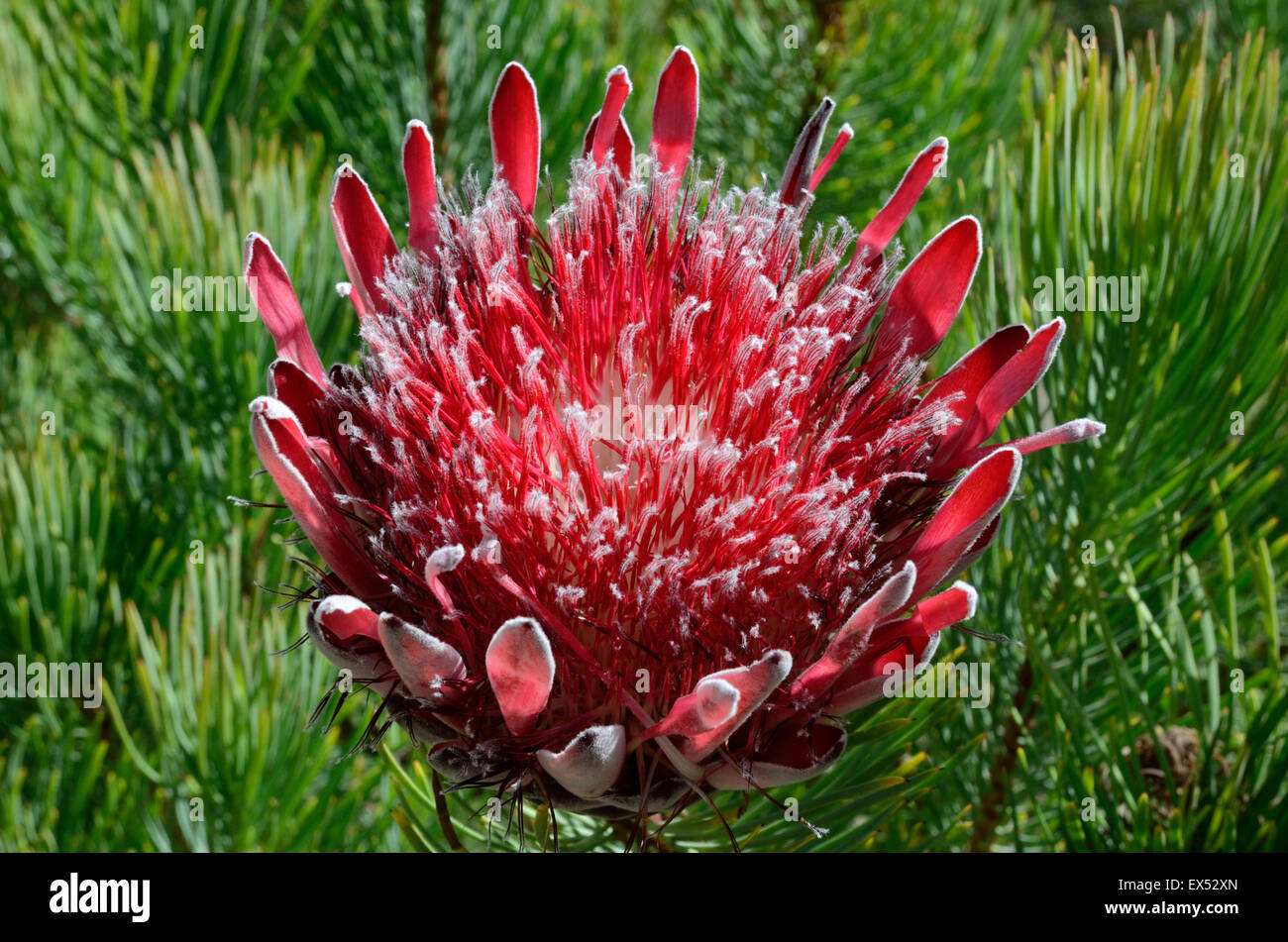 protea flower Protea aristata Stock Photo - Alamy