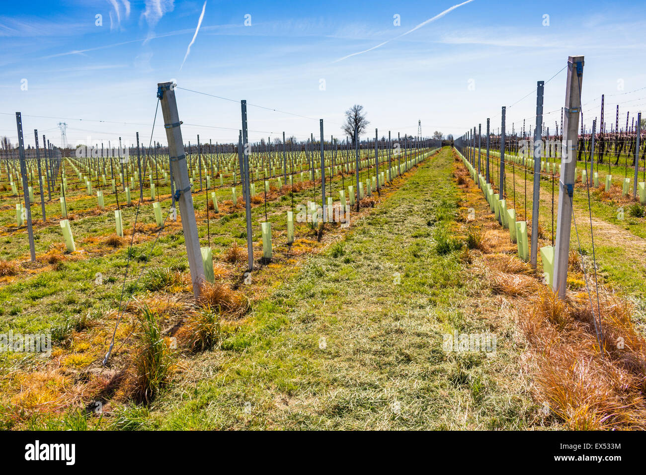 fields of newly planted orchards and organized into geometric rows ...
