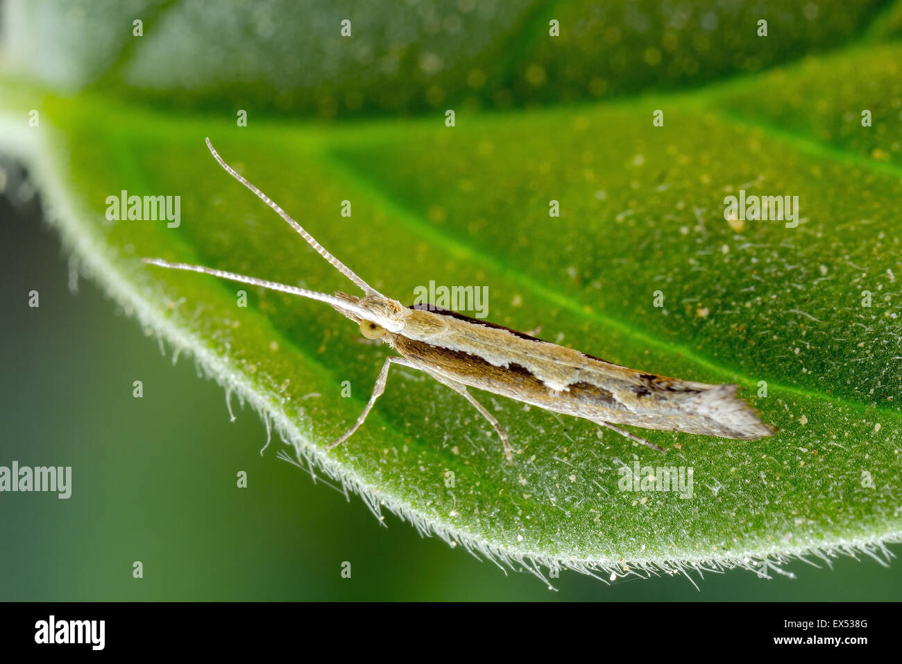 Tiny moth hi-res stock photography and images - Alamy