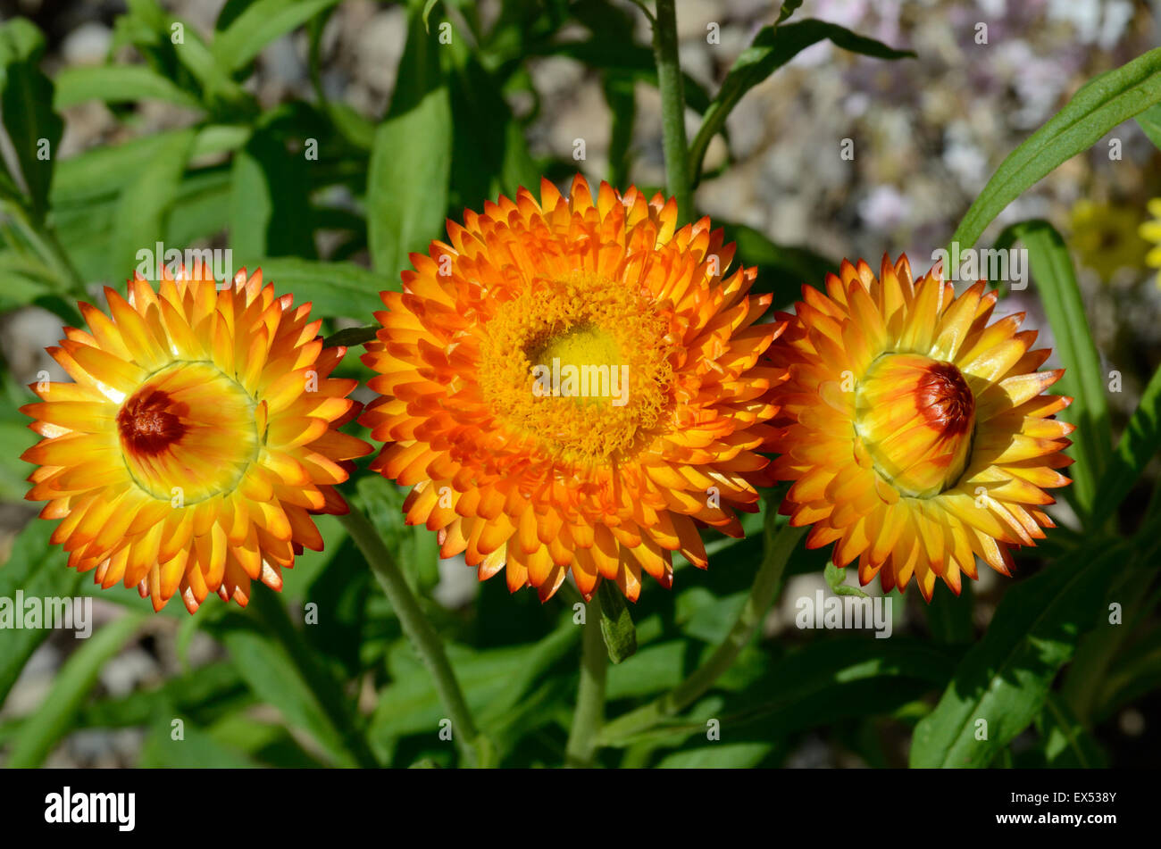 Everlasting flowers hi-res stock photography and images - Alamy