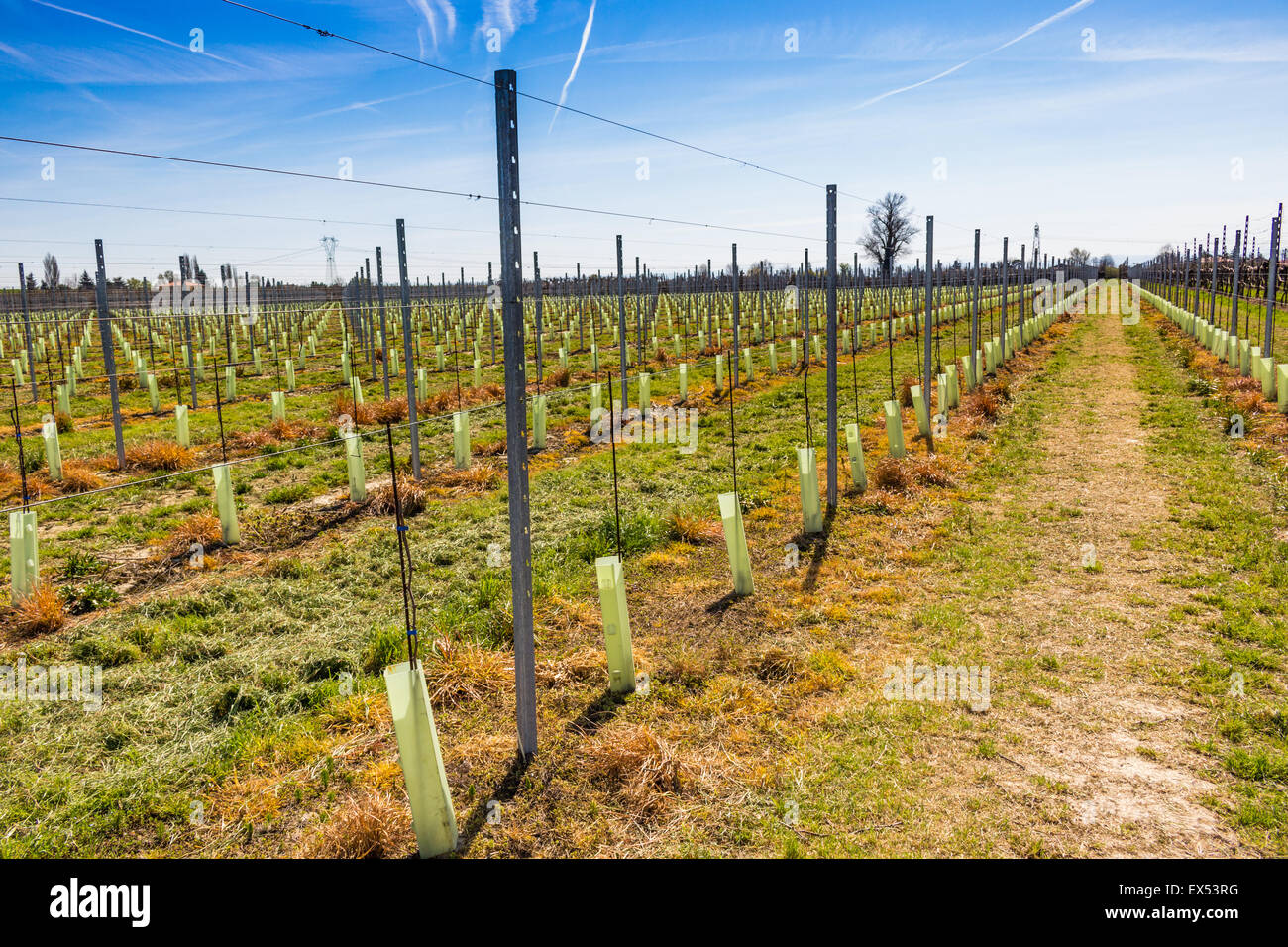 fields of newly planted orchards and organized into geometric rows ...