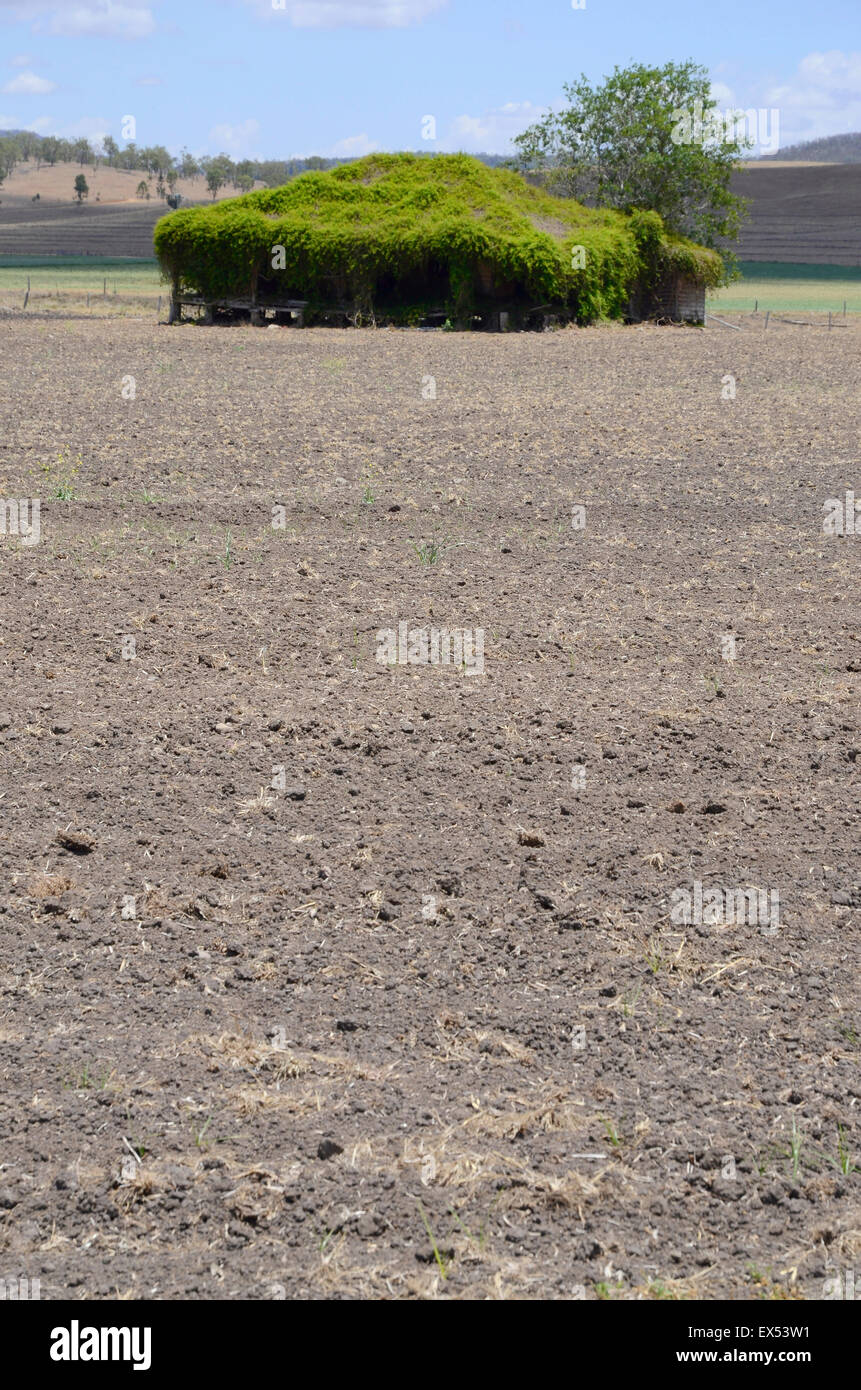 abandoned farmhouse overgrown with foliage in australian countryside ...