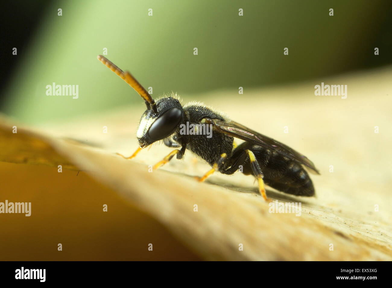 Tiny wasp about 5mm long, on a leaf, close up photograph Stock Photo ...