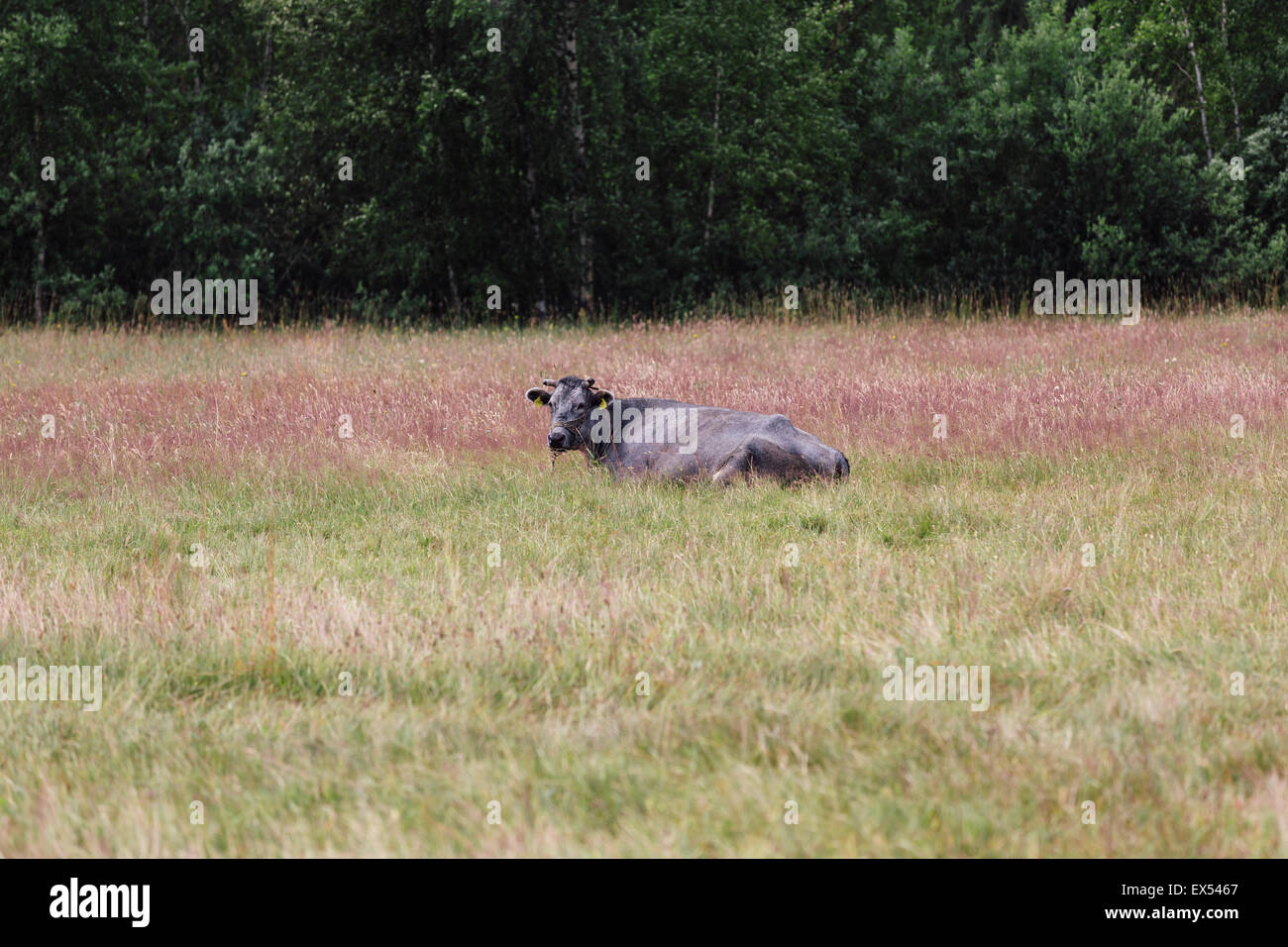 Latvian blue cow hi-res stock photography and images - Alamy
