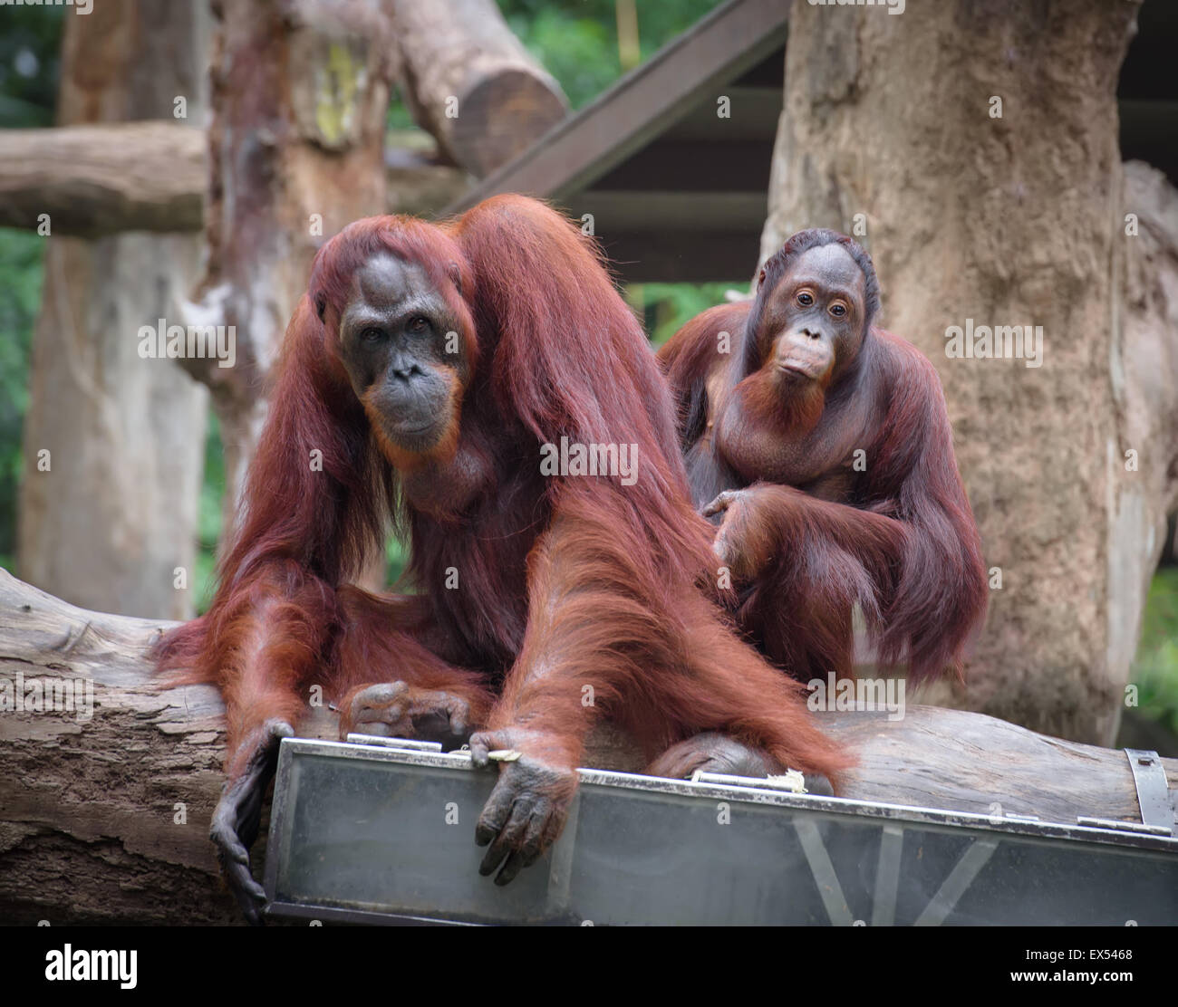 Adult orangutans sitting with serious and thoughtful faces Stock Photo ...