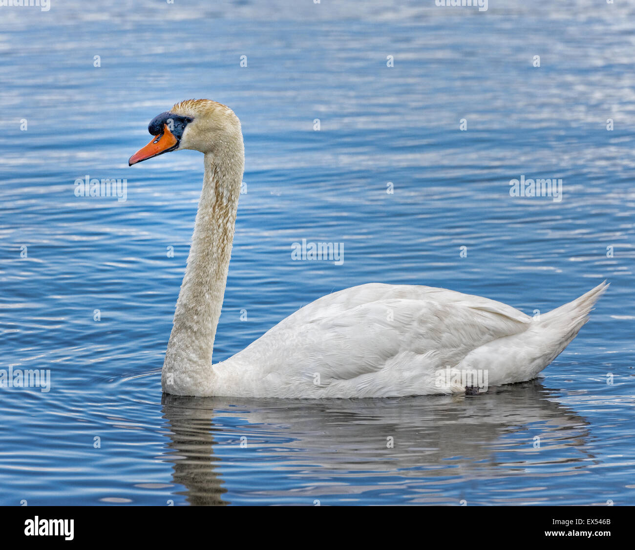 Swan in a pond Stock Photo - Alamy