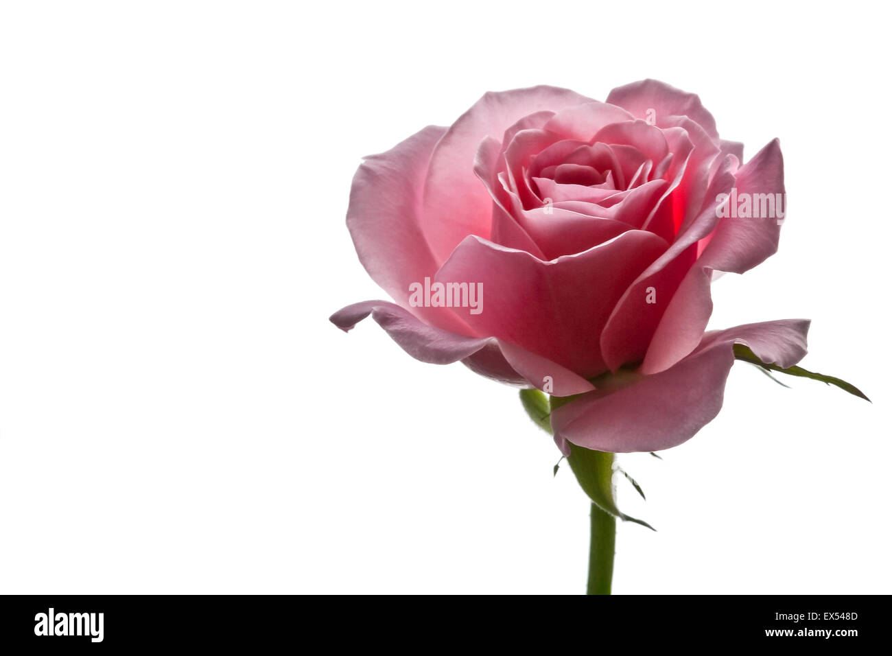 Single flower head rose Cut Out Stock Images & Pictures - Alamy