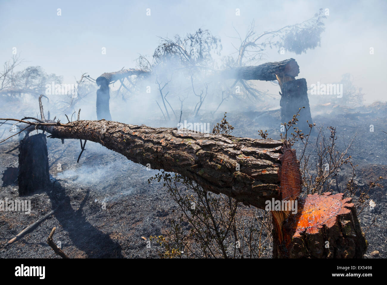 Spain tree hi-res stock photography and images - Alamy