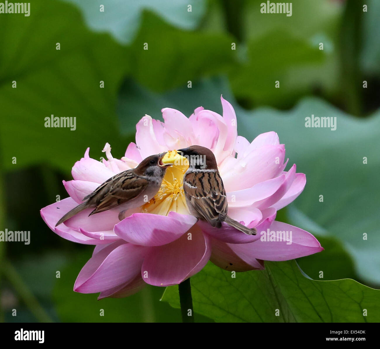 Beijing, China. 7th July, 2015. Sparrows forage on a lotus flower at ...