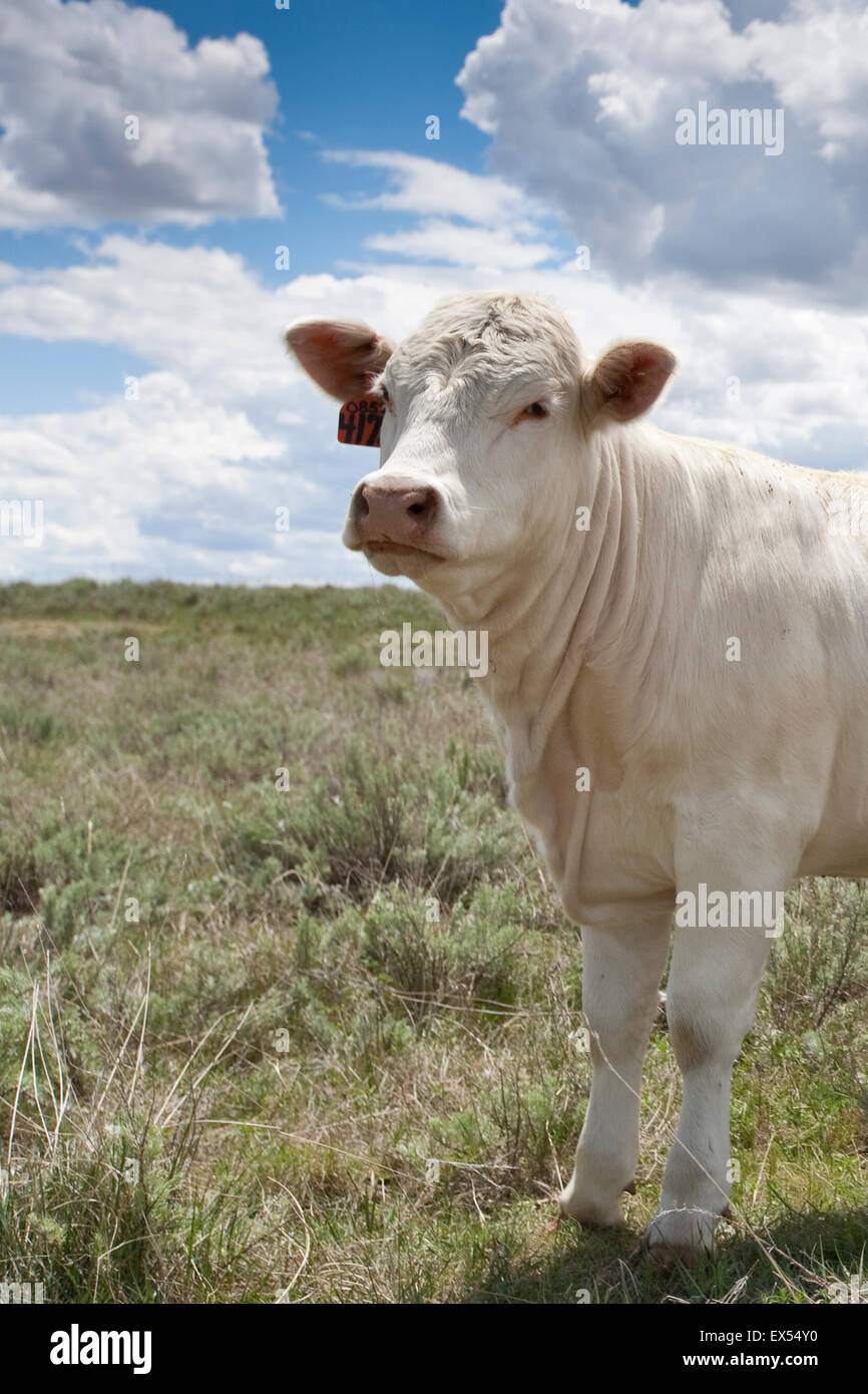 Breed of red white beef cattle hi-res stock photography and images - Alamy