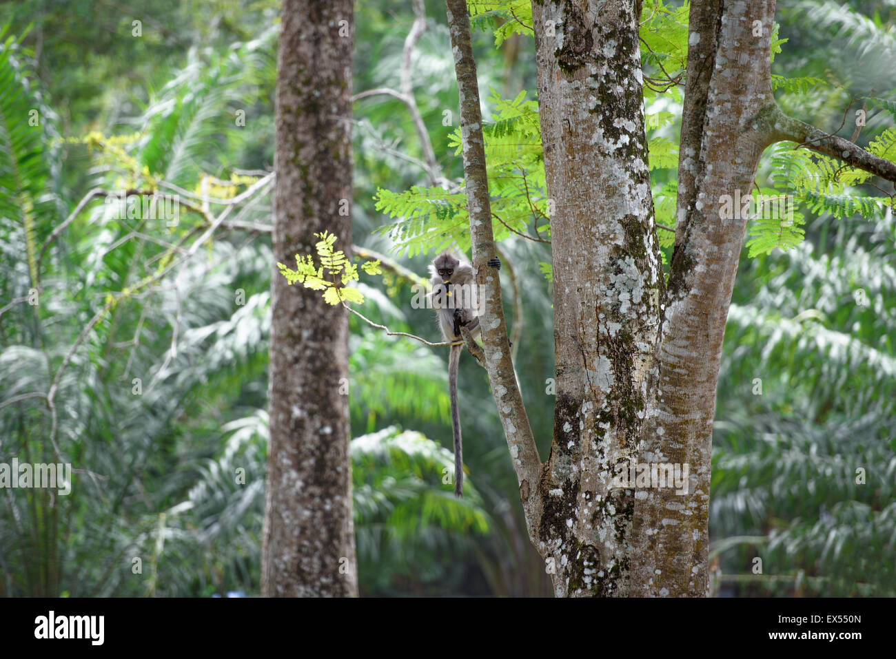 Tropical rainforest with a monkey sitting on a tree Stock Photo - Alamy