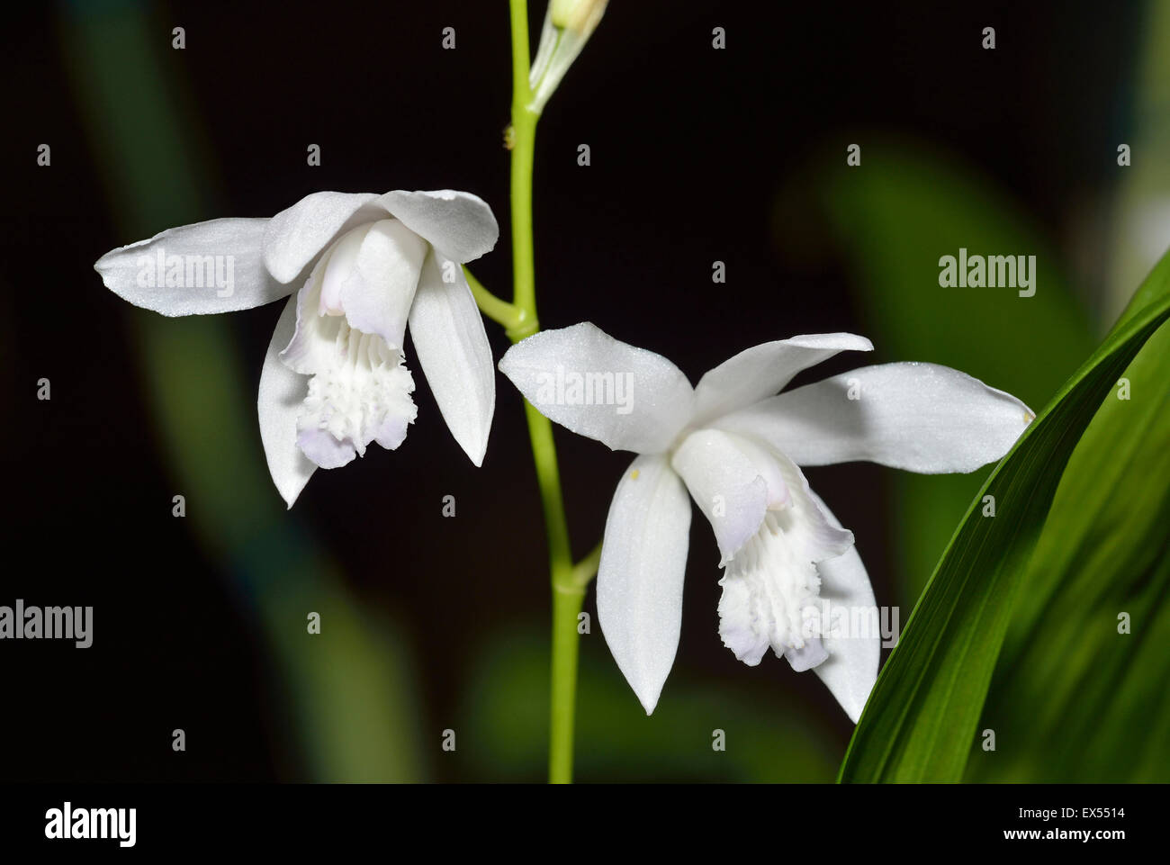 Striped Bletilla Orchid - Bletilla striata var alba From South East ...