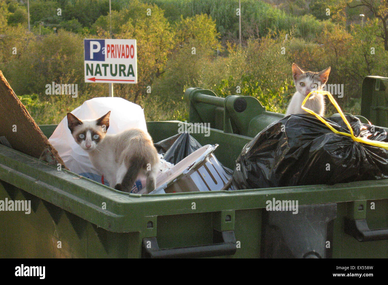 Two young Feral Cats in a waste bin, Spain Stock Photo - Alamy