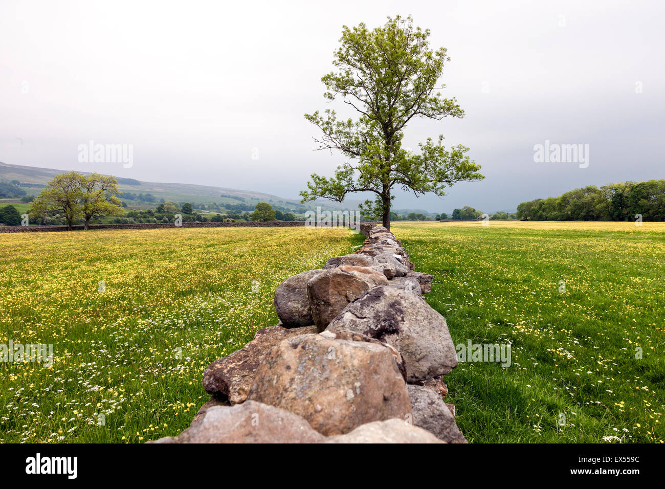Dry stone wall near Askrigg, Wensleydale, Yorkshire Dales National Park ...