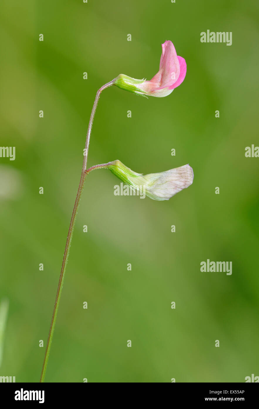 Grass Vetchling - Lathyrus nissolia Grassland Wild Flower Stock Photo ...