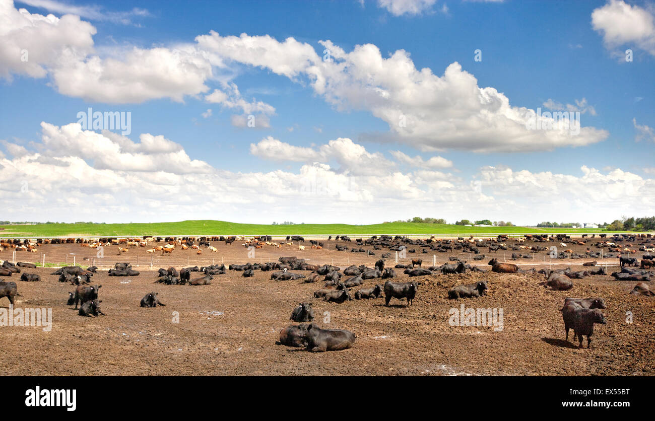 Beef Feedyard near North Platt, Nebraska, USA Stock Photo - Alamy