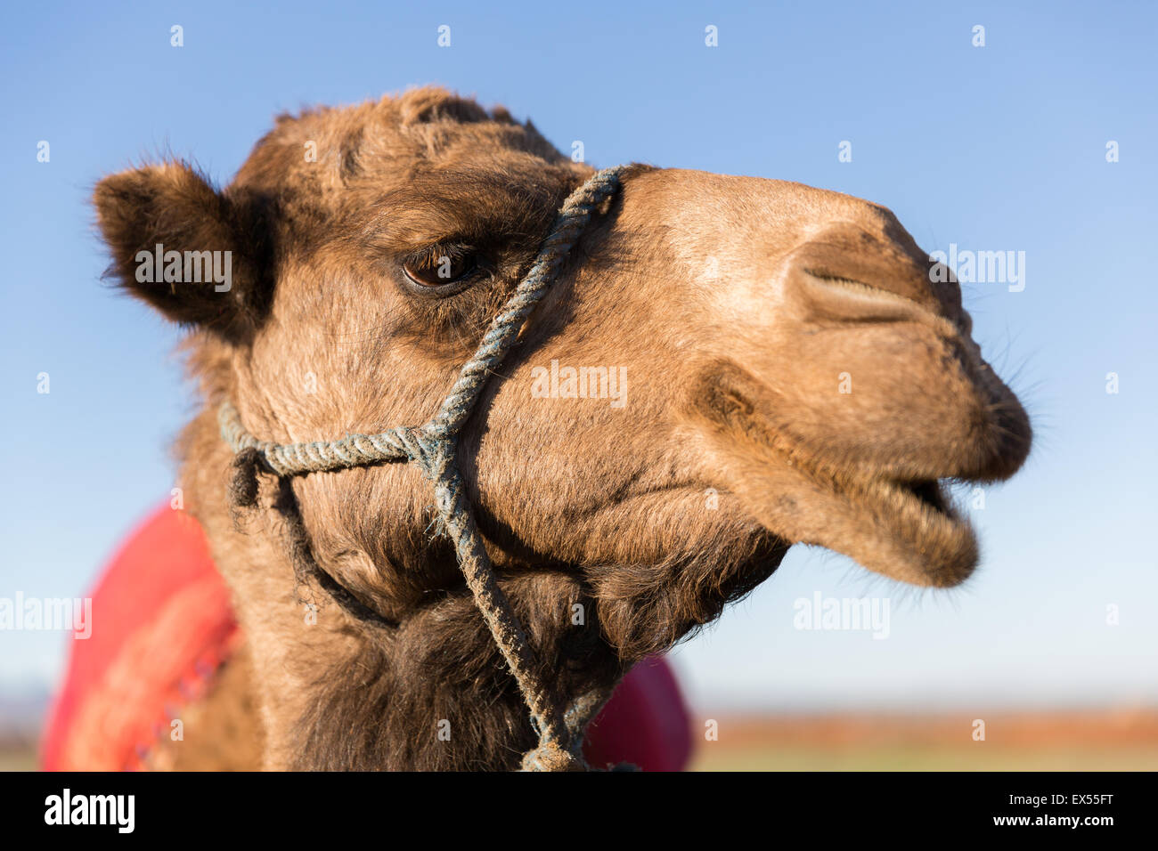 Artiodactyla camelidae chordata camelus hi-res stock photography and ...