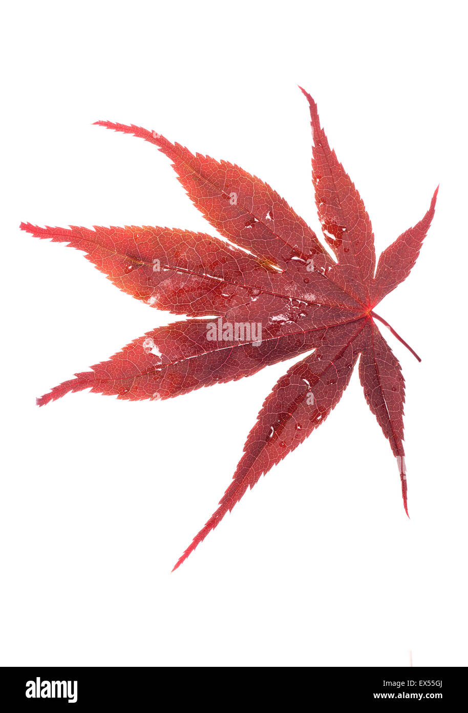 Red maple leaf cut out hi-res stock photography and images - Alamy