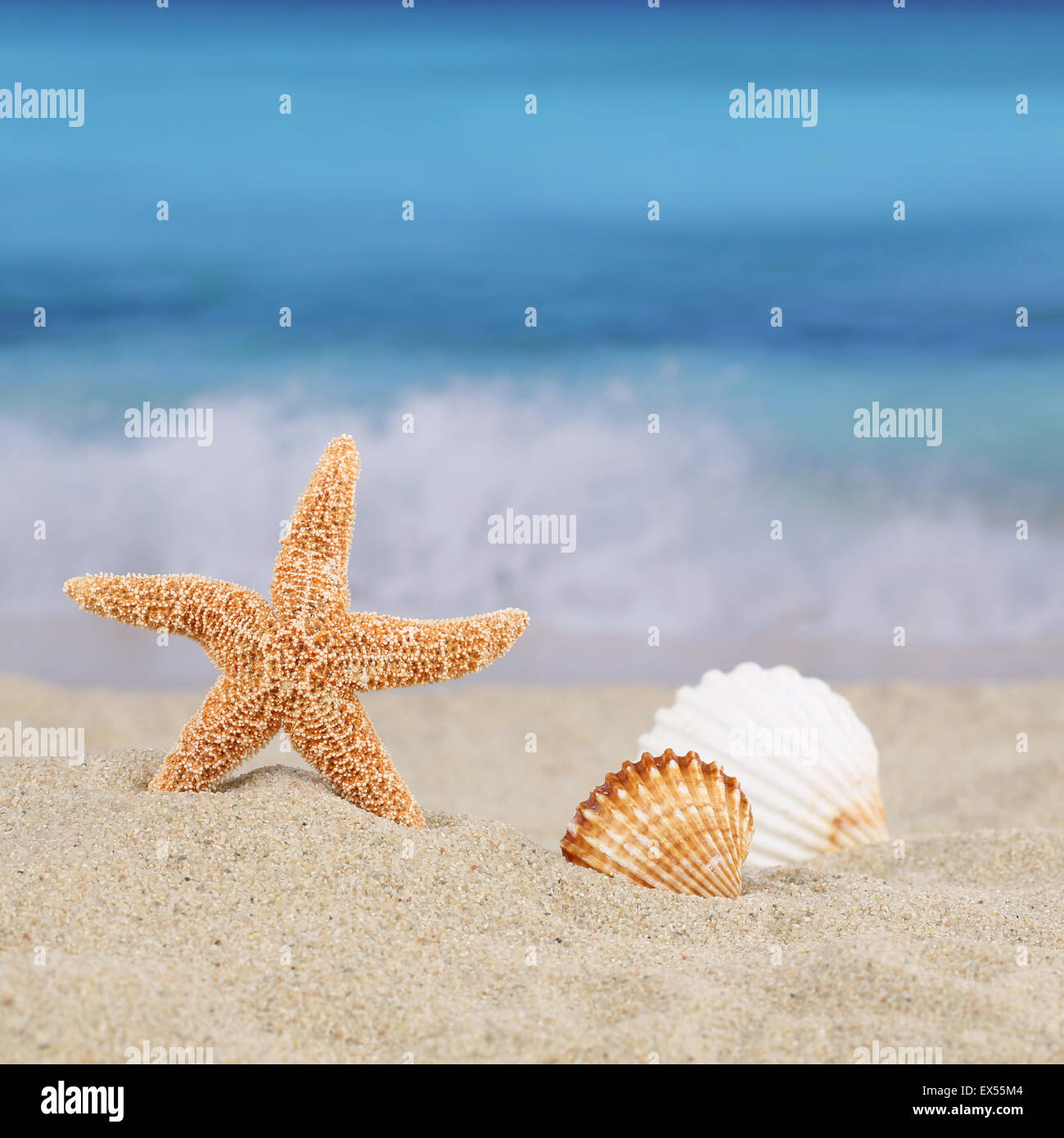 Beach scene in summer on vacation with sand, sea shells and stars ...