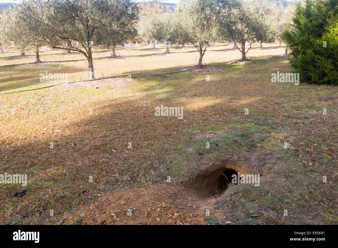 Wombat hole hi-res stock photography and images - Alamy