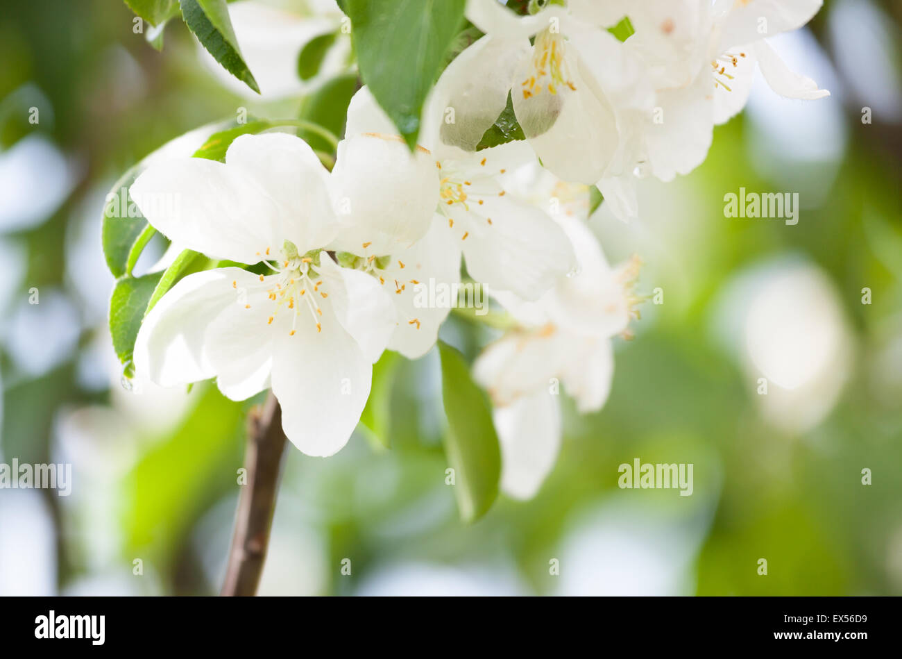 Beautiful apple tree flowers Stock Photo - Alamy