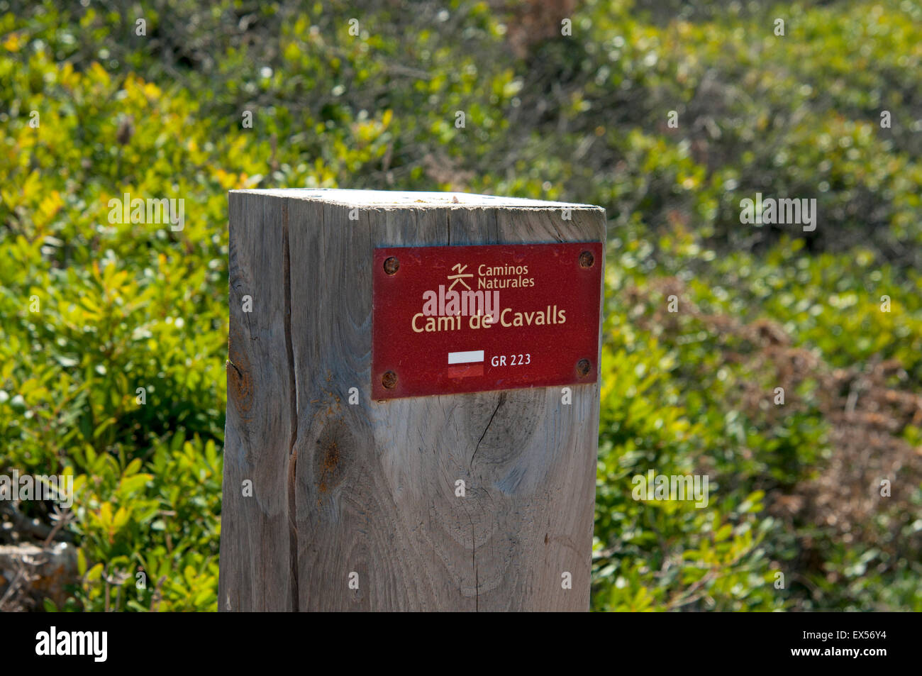 A wooden Cami de Cavalls sign post with green bushes behind on the ...