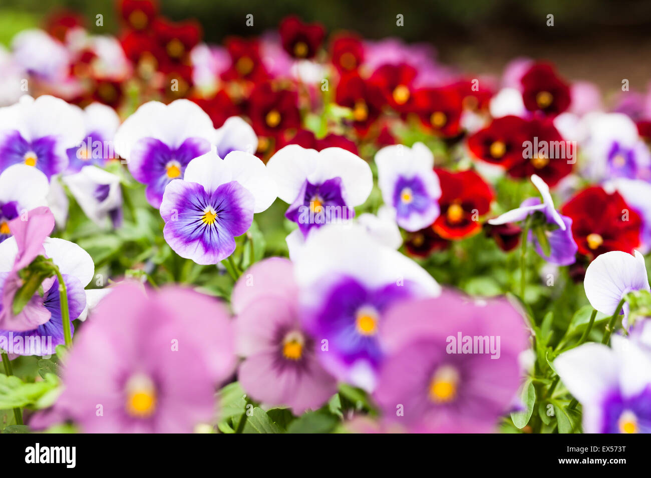 Violet delicate hi-res stock photography and images - Alamy