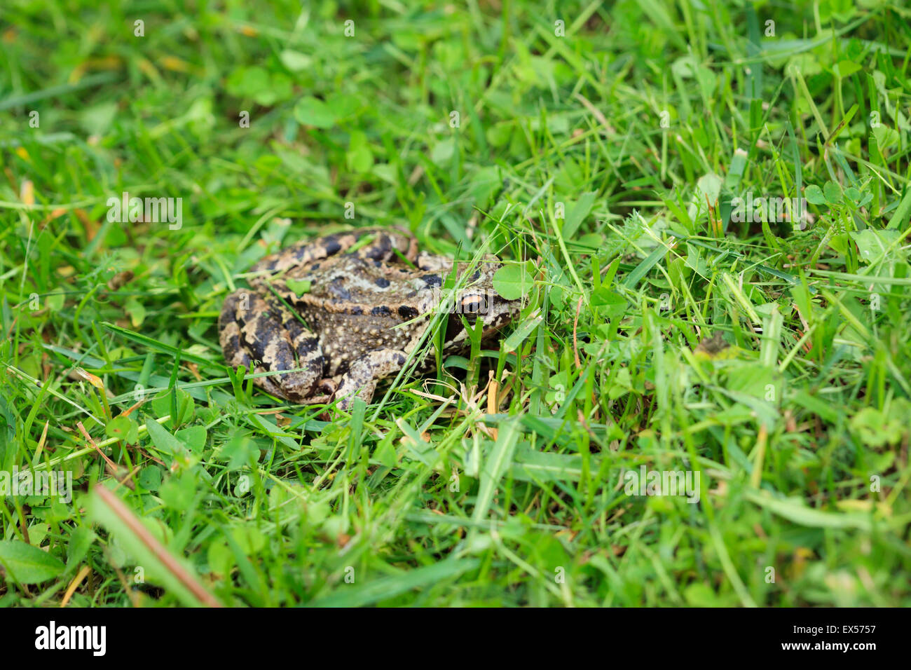 Frog on grass Stock Photo - Alamy