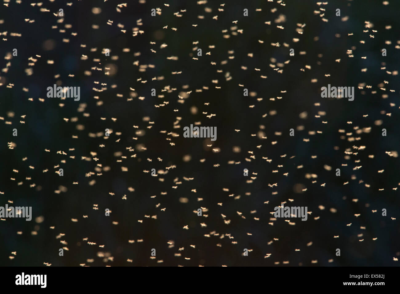 cloud of Midges Mosquitoes Stock Photo - Alamy